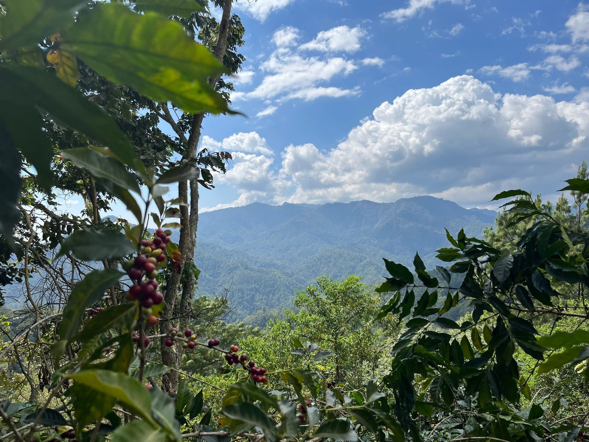 Mecca in Mexico: Oaxaca Wow – Mecca Coffee