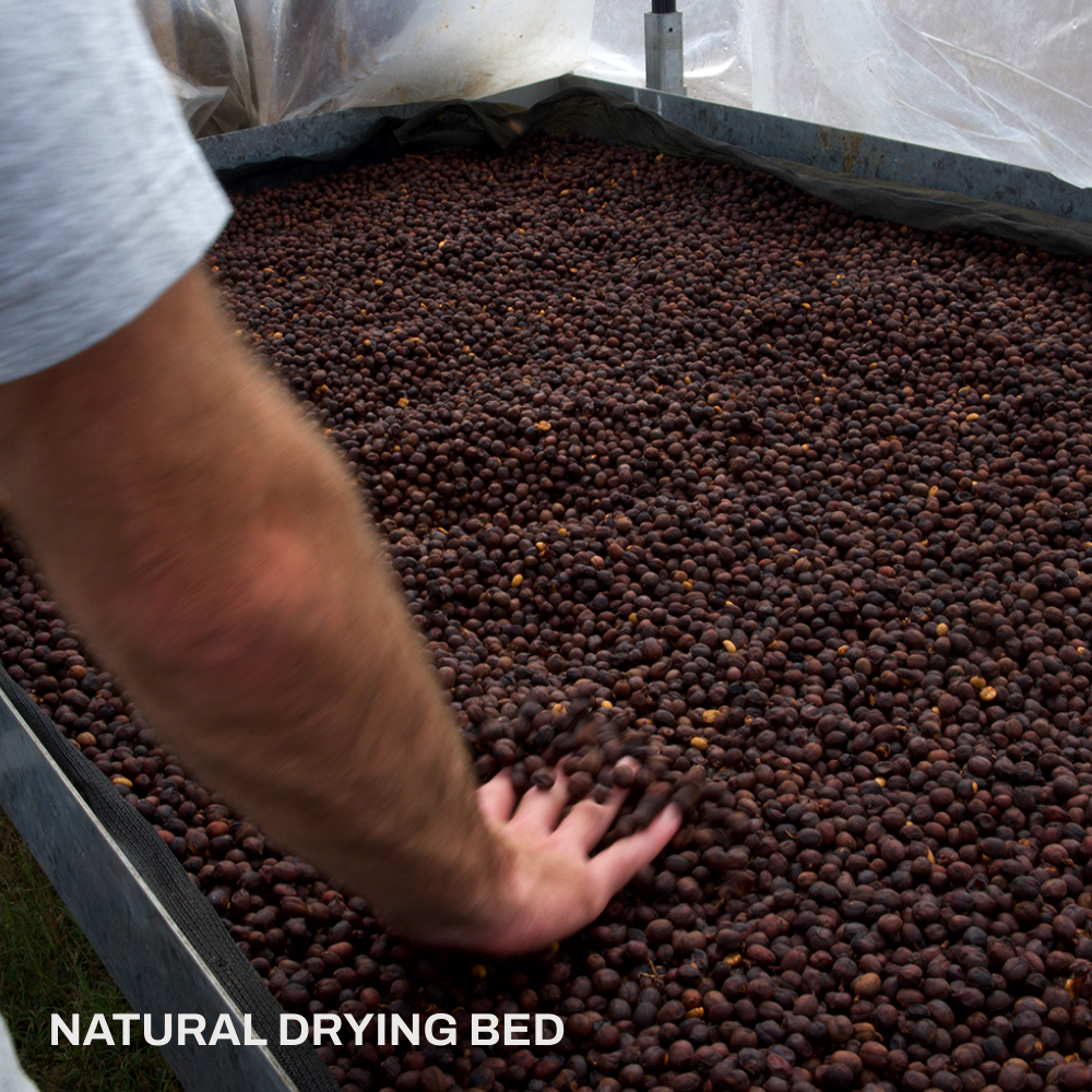 Jack Murat | Australian Specialty Coffee – Mecca Coffee